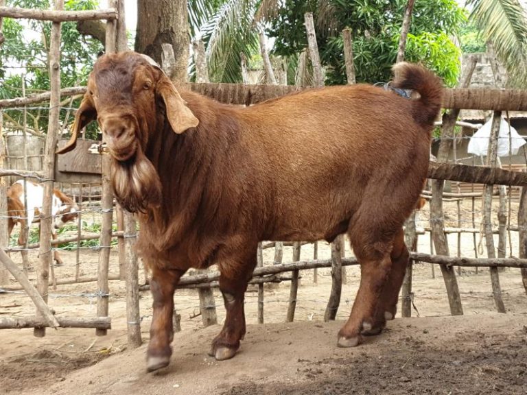 Kalahari Red Goats - Breed Profile - Goat Journal